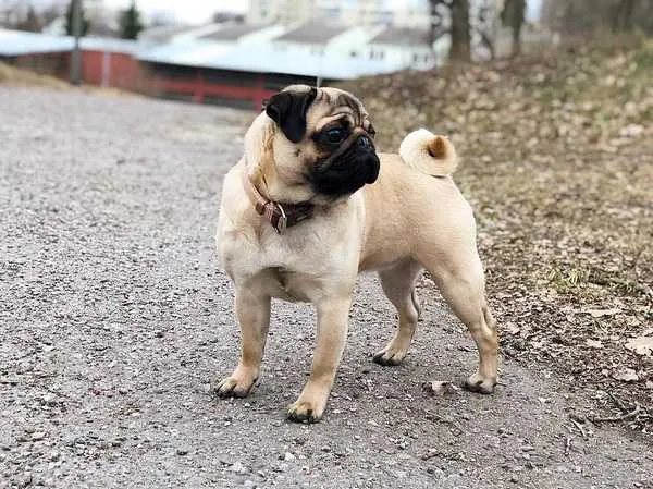 Pug Dog Breed Information, a Small Great Dog
