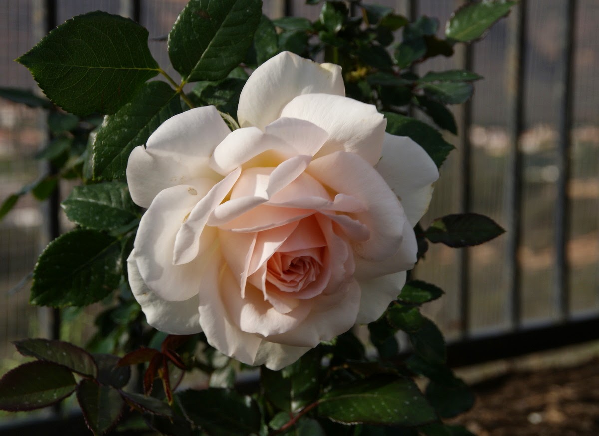 Organic Garden Dreams: February Roses