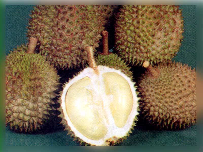 Hamzah's Blog: Tips Memilih Duren