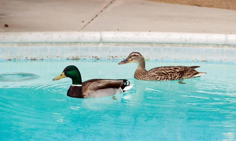 A Muse In Time: Three Ducks In My Pool