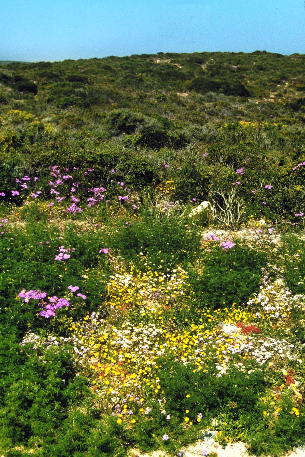 The Birthplace of the Angiosperms - Patriots