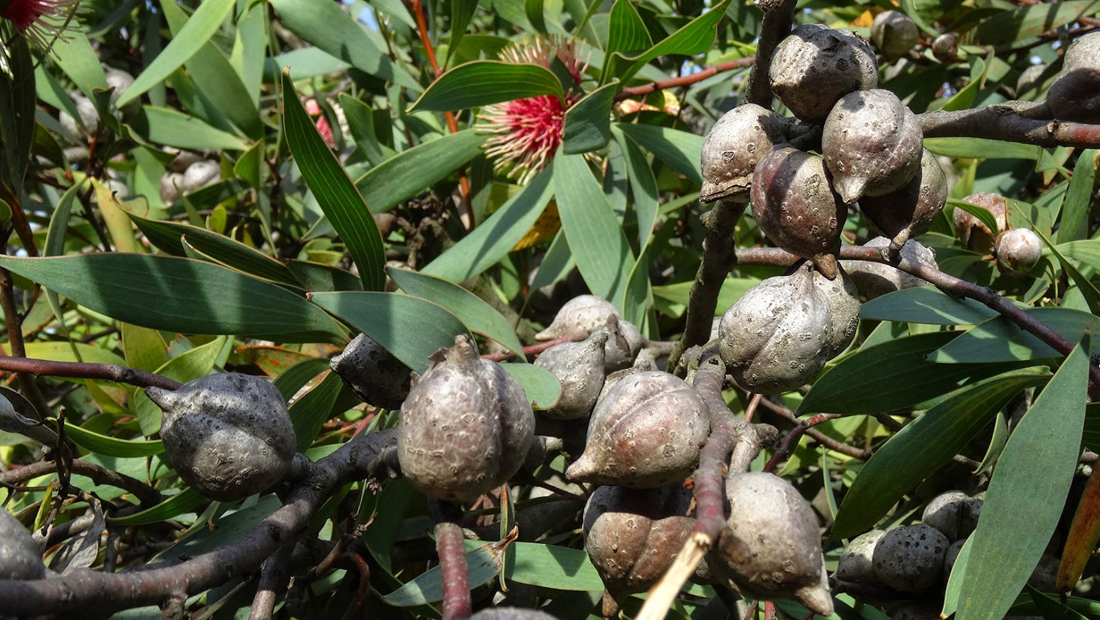 MAP: MELBOURNE STREET TREES 74 - HAKEA