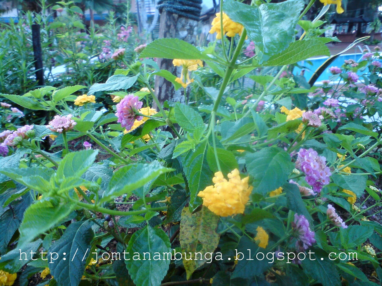 Jom Tanam Bunga: Bunga Musim Panas