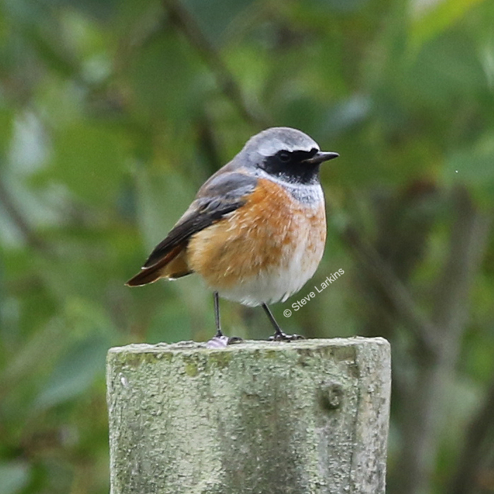 Greenham Birding: Male Redstart on Greenham Common (Sep 2015)