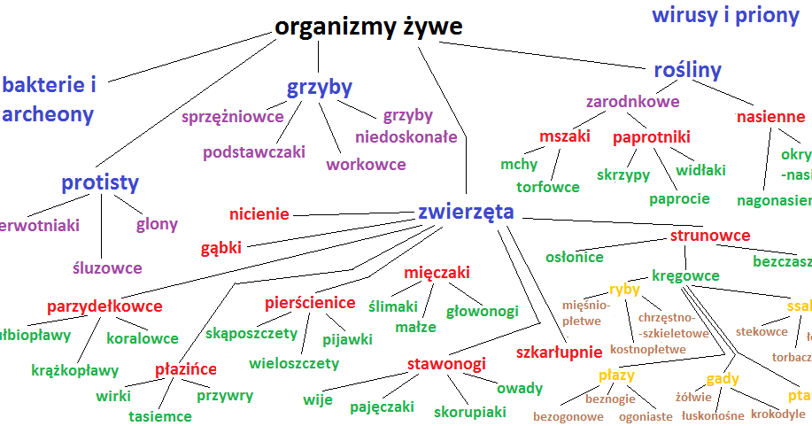 Materiały dla uczniów: Systematyka (taksonomia)
