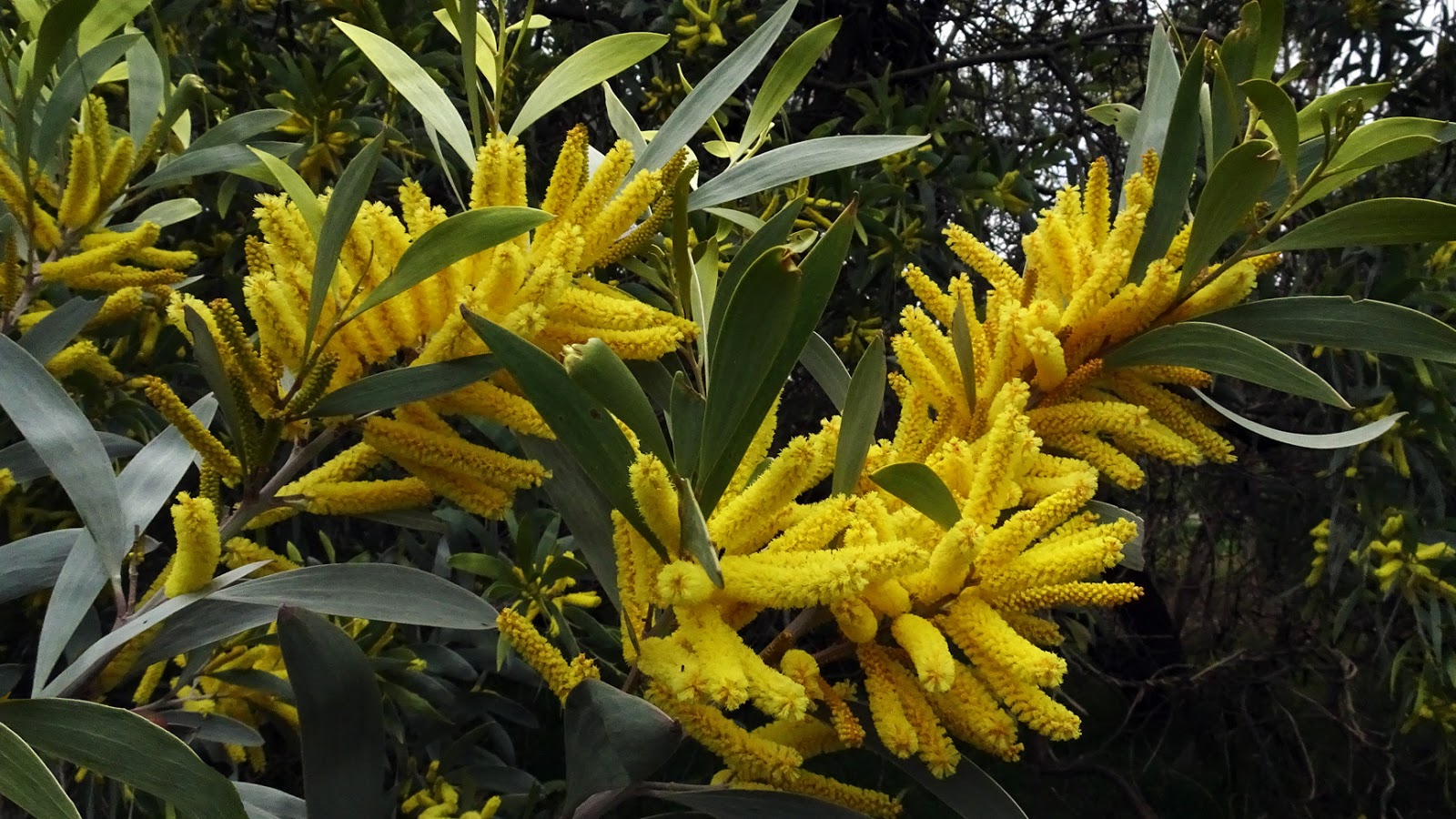 NixPages: COAST WATTLE