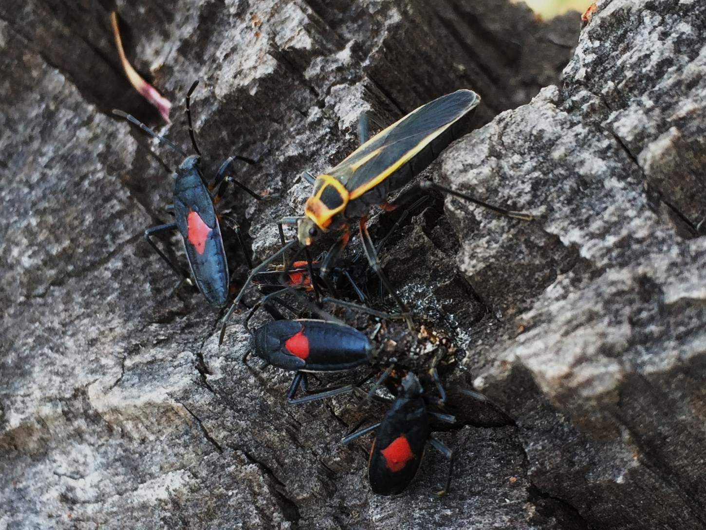 EntomoBloG: Stenomacra marginella, el insecto de los parques.