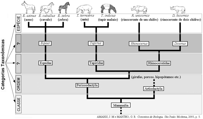 Prof. Job Fonsêca: Lista de Sistemática Filogenética