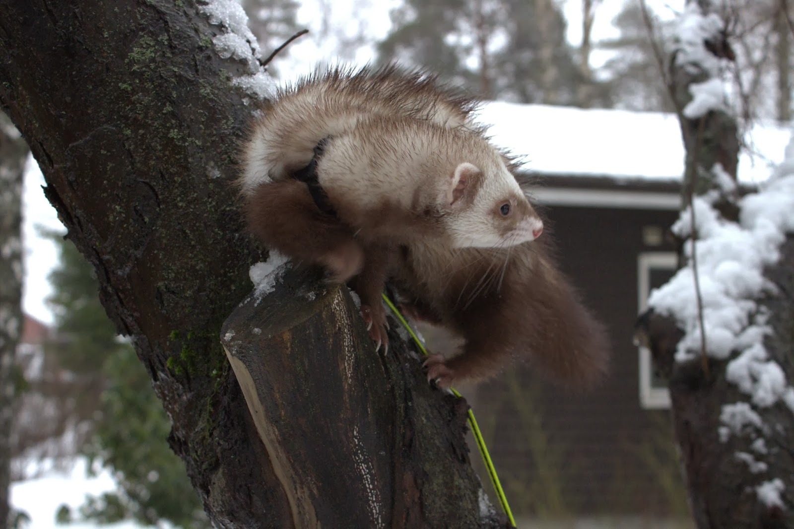 Viimeiset lumiset kuvat | Taskuvarkaani frettiblogi