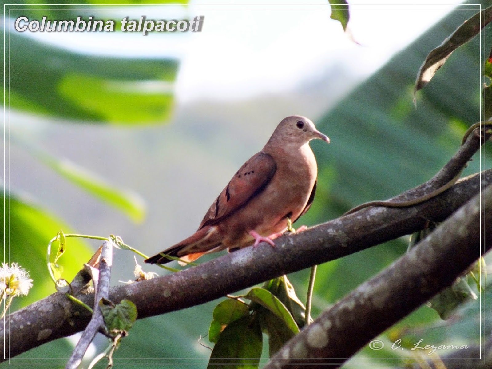 Aves de la región de Huatusco: TORTOLITA ROJIZA (Ruddy Ground-Dove)