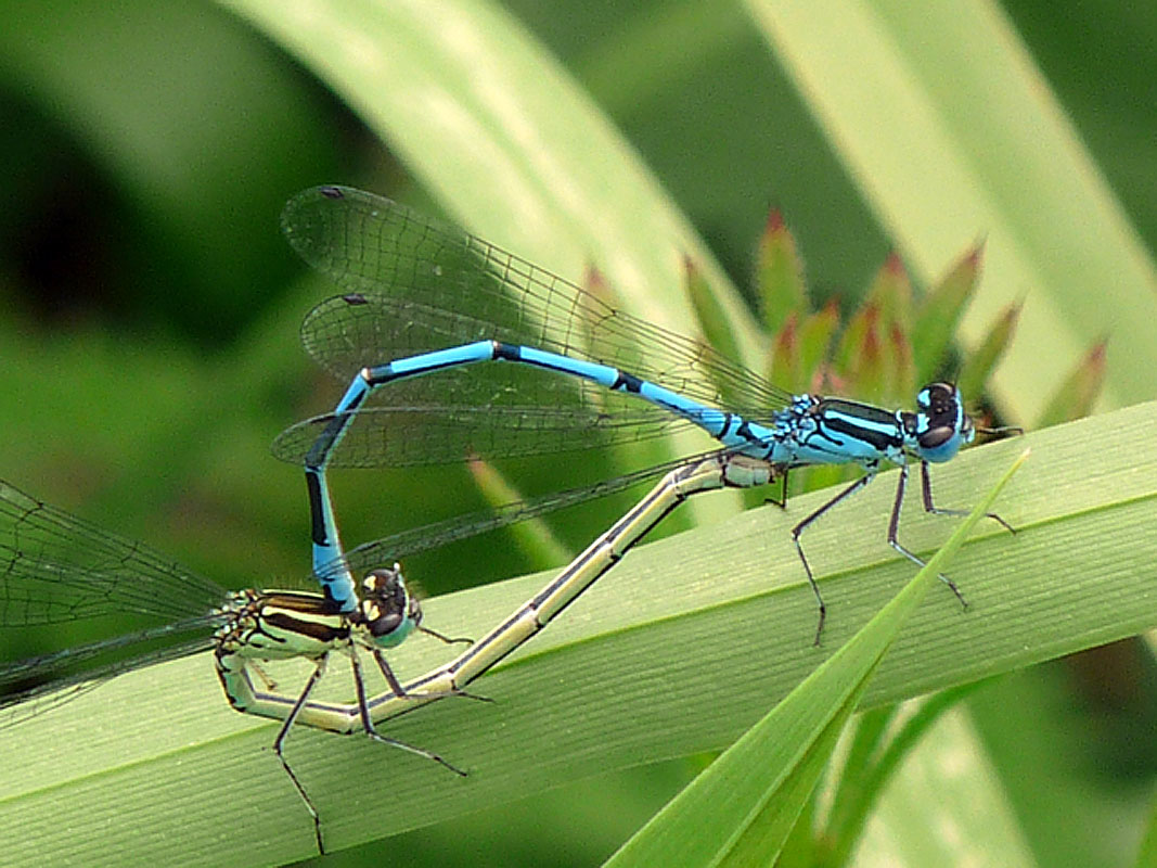 Wild and Wonderful: Odonata (4): Largely Damselflies and Dragonflies ...