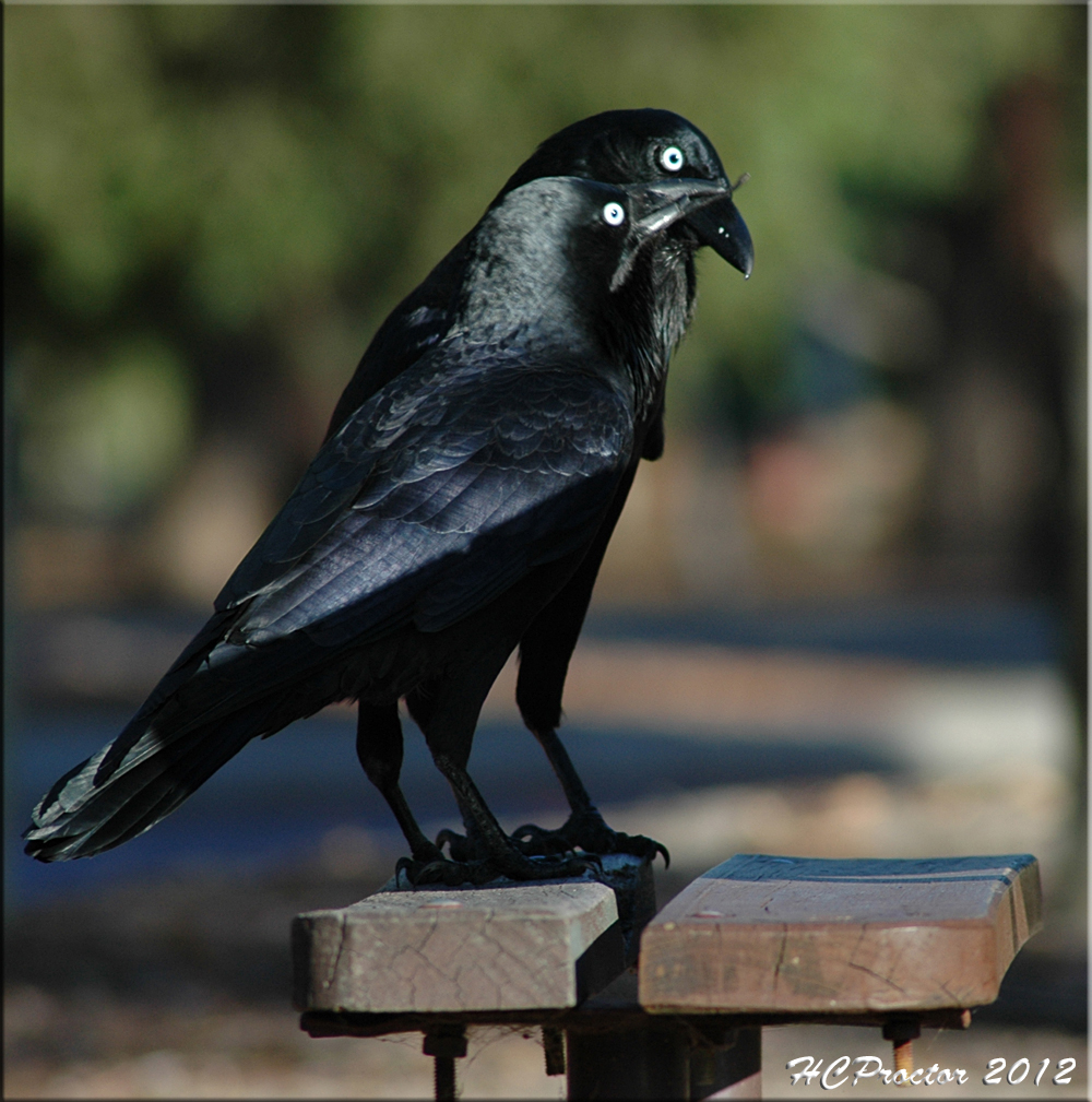 The Home Bug Garden: Adventures in Spider Misidentification: The ...