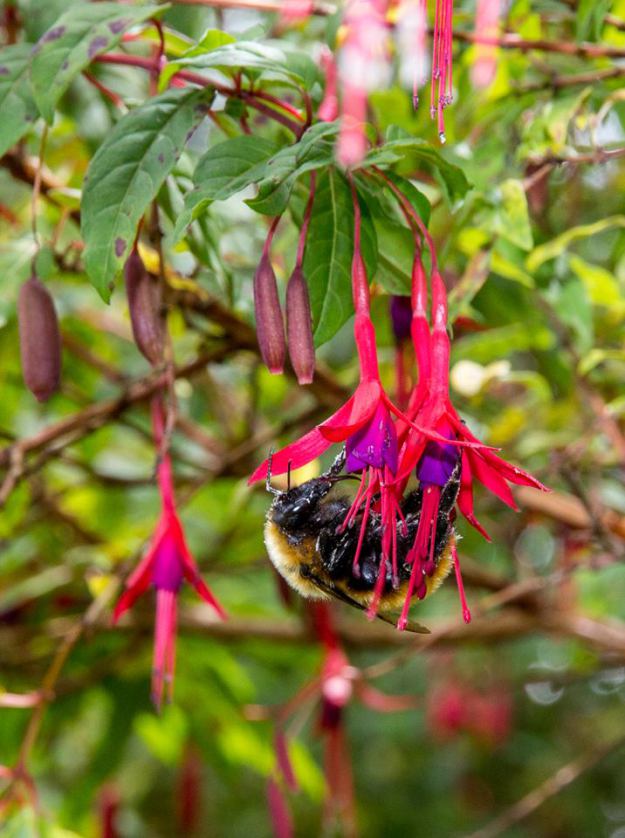 La Familia de los Chilcos