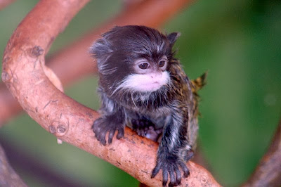 Emperor Tamarin Animals | Interesting Facts & New Pictures | All ...