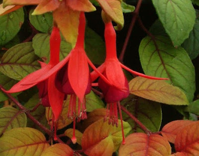 HOW TO GROW FUCHSIA 'AUTUMNALE' |The Garden of Eaden