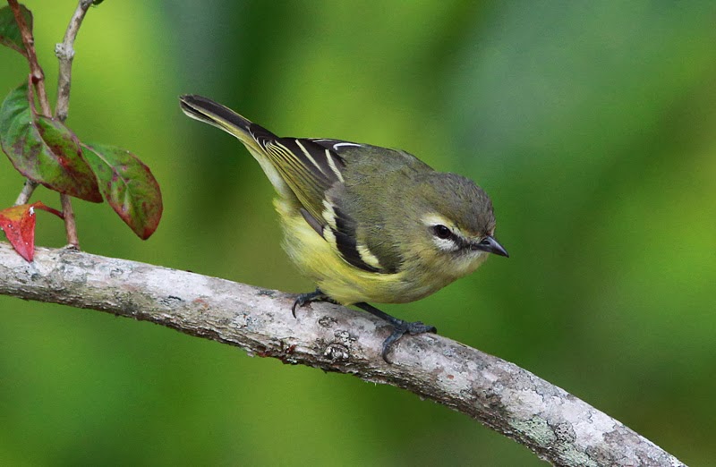 The Bruce Mactavish Newfoundland Birding Blog: Breather from the Costa ...