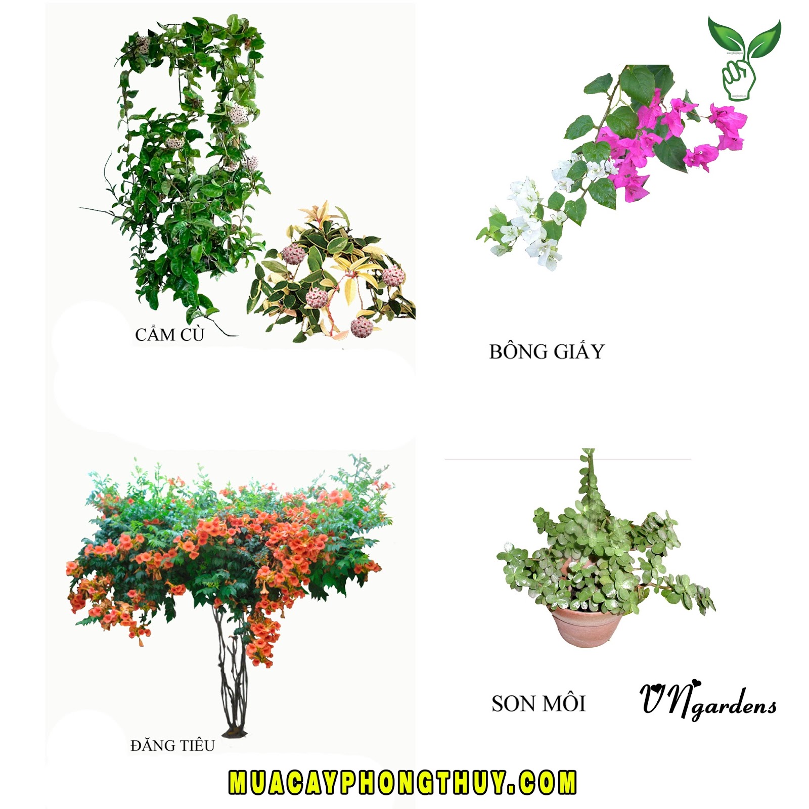 NHỮNG LOẠI CÂY DÂY LEO ĐẸP – CÂY DÂY LEO ĐẸP DỄ TRỒNG | MUA CÂY PHONG THỦY