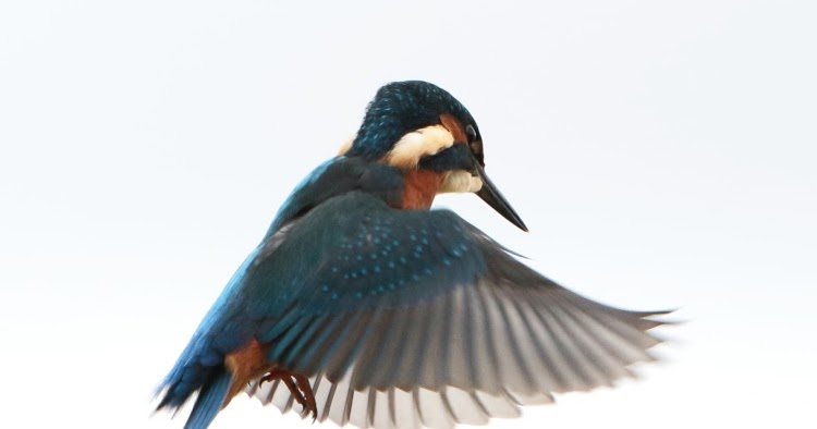 Shropshire Birder: Kingfisher hovering