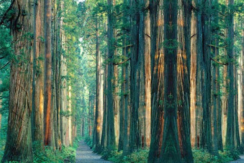 Reforestation and the Medicinal Uses of Trees -Liliana Usvat Research ...