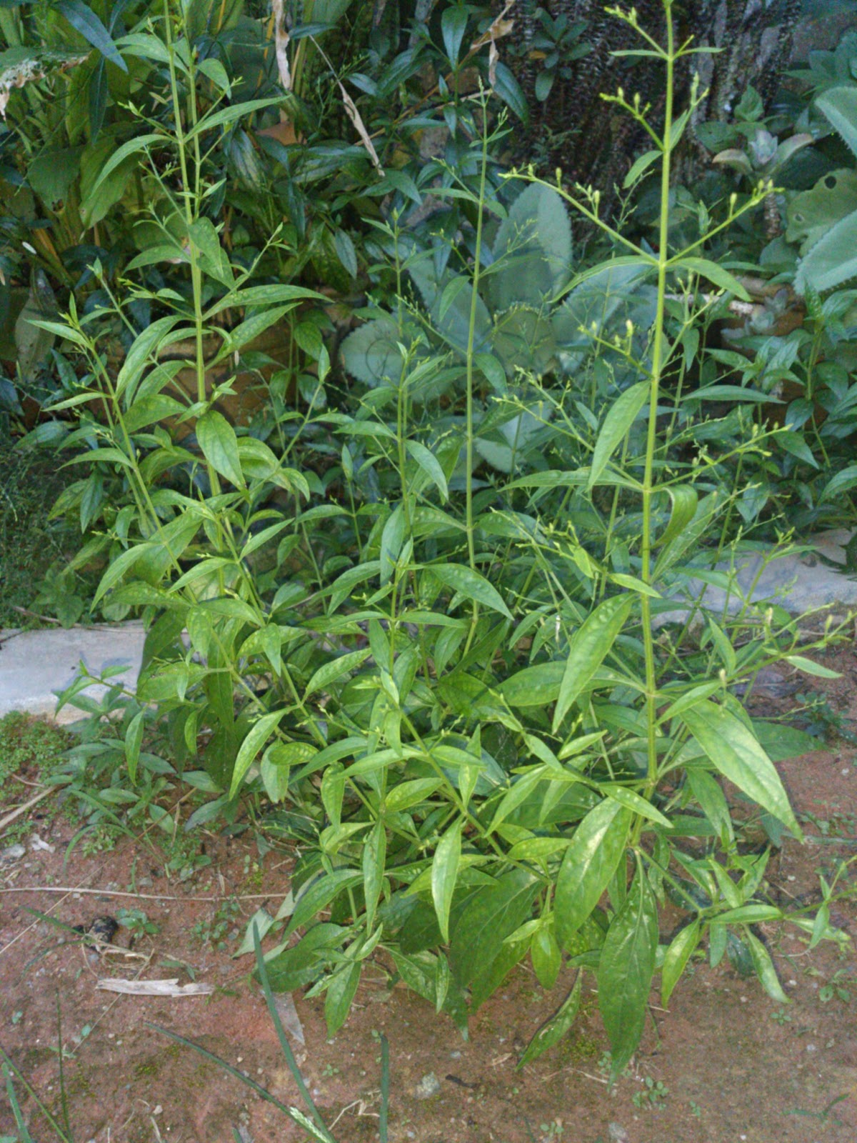 Relax = Tenang: Daun pokok cerita pengubat pelbagai jenis penyakit