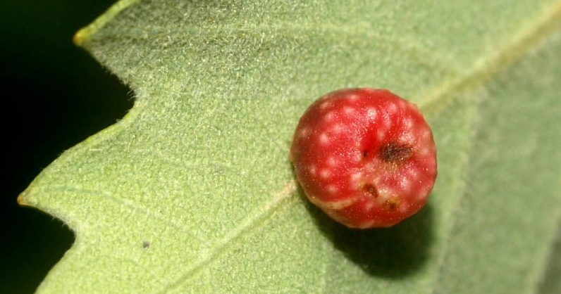 OCB BAJA RIBAGORZA: Una nueva especie de himenóptero, Cynips disticha ...