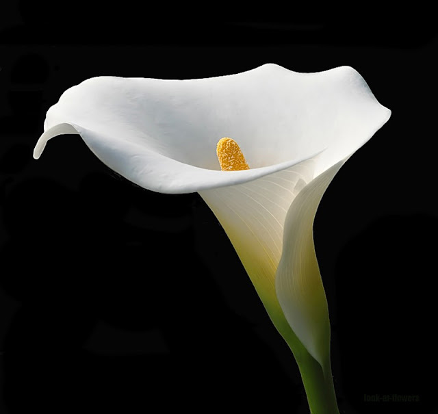 Calla flowers|Pictures of flowers