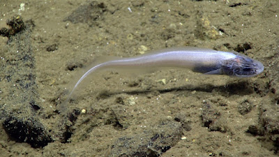 Real Monstrosities: Cusk-eel