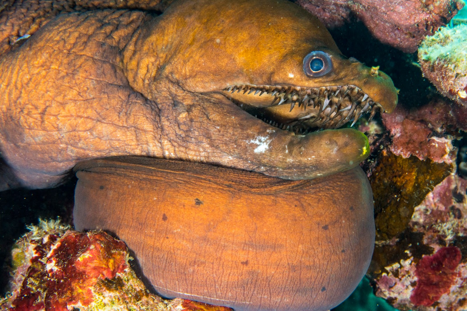 Upwellings: Golden Arches and Eel Cove 12/26/17