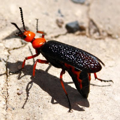 Mojave Brad: Aposematism - Warning Coloration