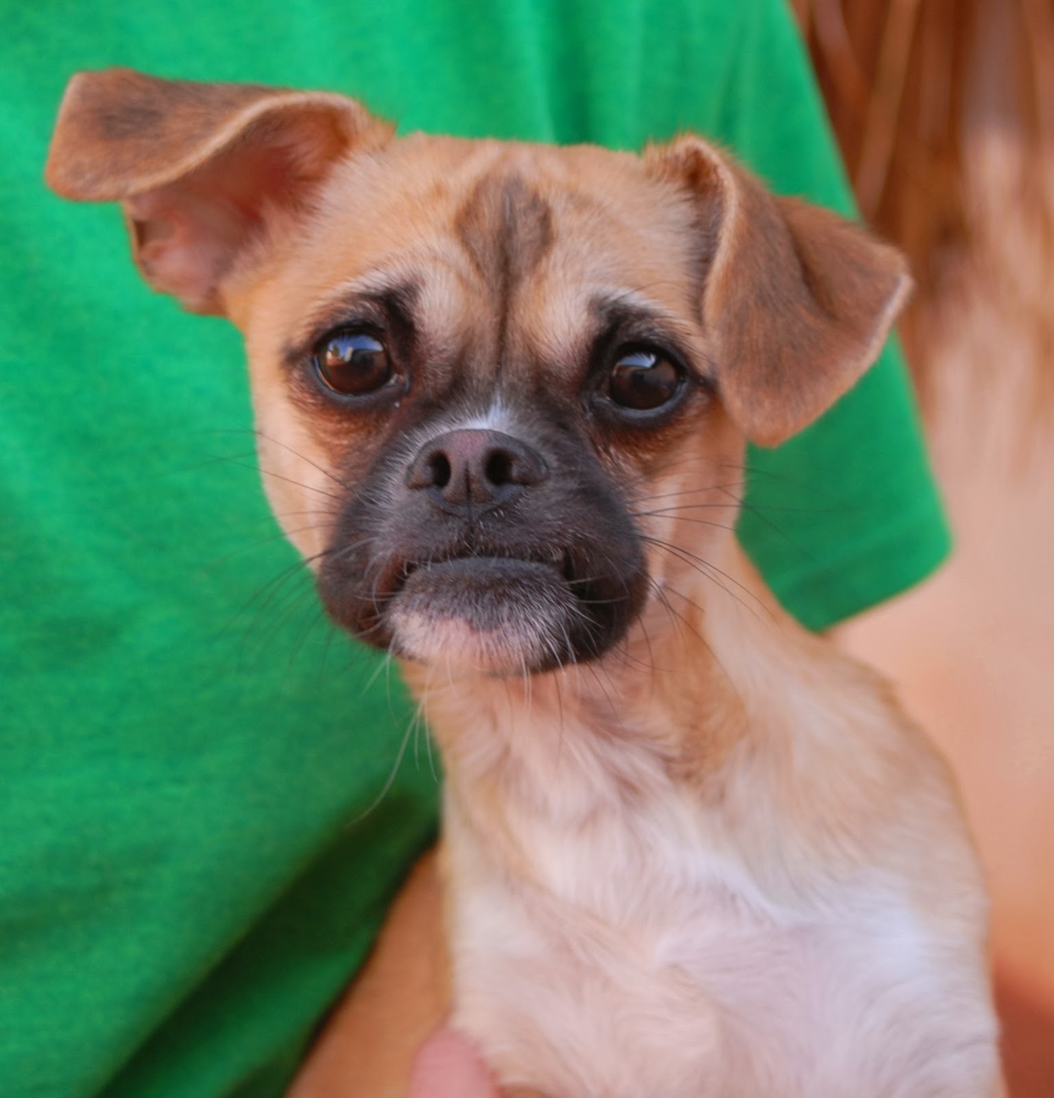 The Royal Prince Junior Puppies are now ready for adoption!