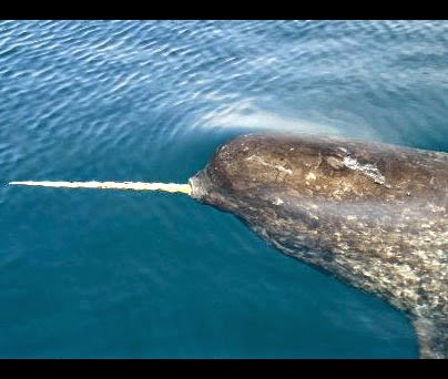 Il Narvalo, cos'è, dove vive, caratteristiche e foto: Il Narvalo è un ...