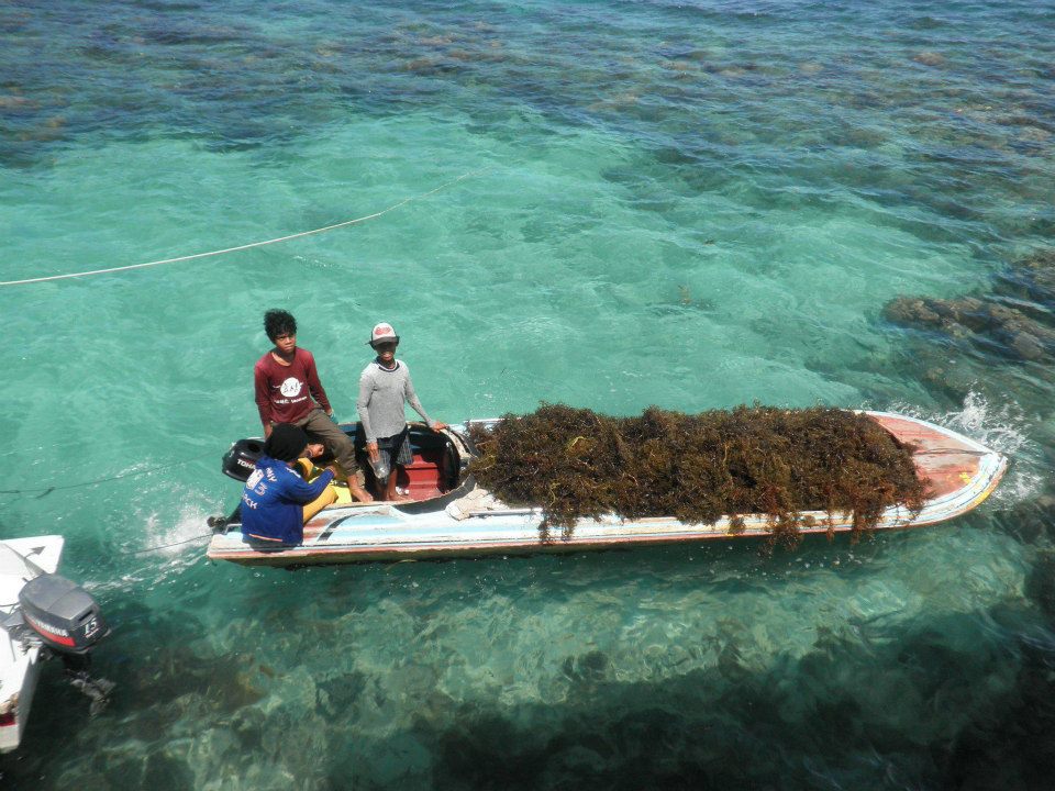 resepi pilihan.blogspot com: khasiat rumpai laut