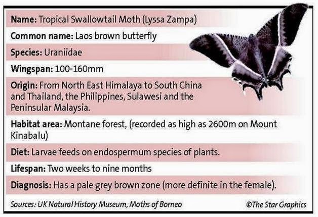 wildsingapore news: Malaysia: Large swarm of giant moths invades Kuantan