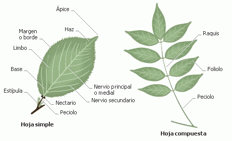 LAS PLANTAS