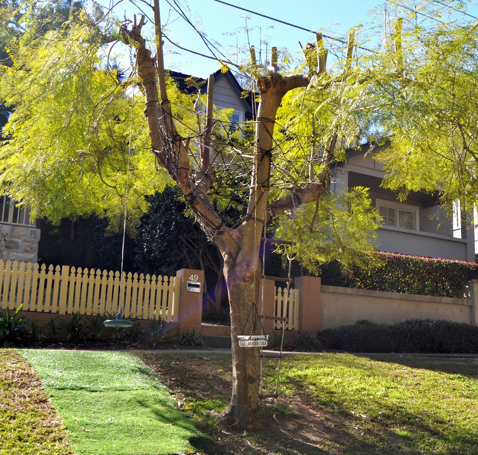 Lane Cove Ne-chan: 冬のジャカランダの木/Winter Jacaranda trees