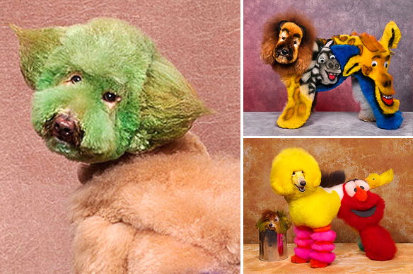 Enter the Unusual World of EXTREME DOG Grooming! | BOLD and UNUSUAL DOG ...