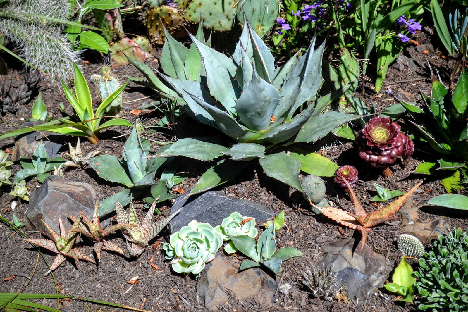 The Outlaw Gardener: What's Spiky, green, and Located in Portland?