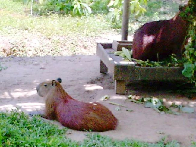 TIPISHCA: REGIONALISMOS LINGÜÍSTICOS AMAZÓNICOS (7)