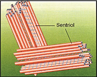 CANLILIK HÜCRE İLE BAŞLAR ~ FEN BİLİMLERİ & ONUR HOCA