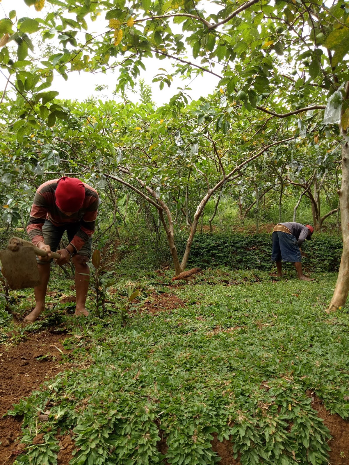 RUMPUT LAMURAN dan rumput gajah mini ~ SINOX NURSERY
