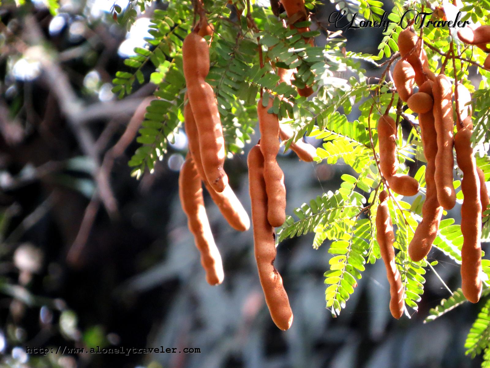 Tamarind flower - Tamarindus indica