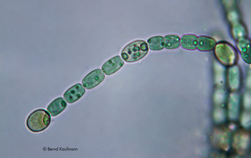 aquamax - das Weblog zur Website: Fotos des Tages: Azolla caroliniana ...