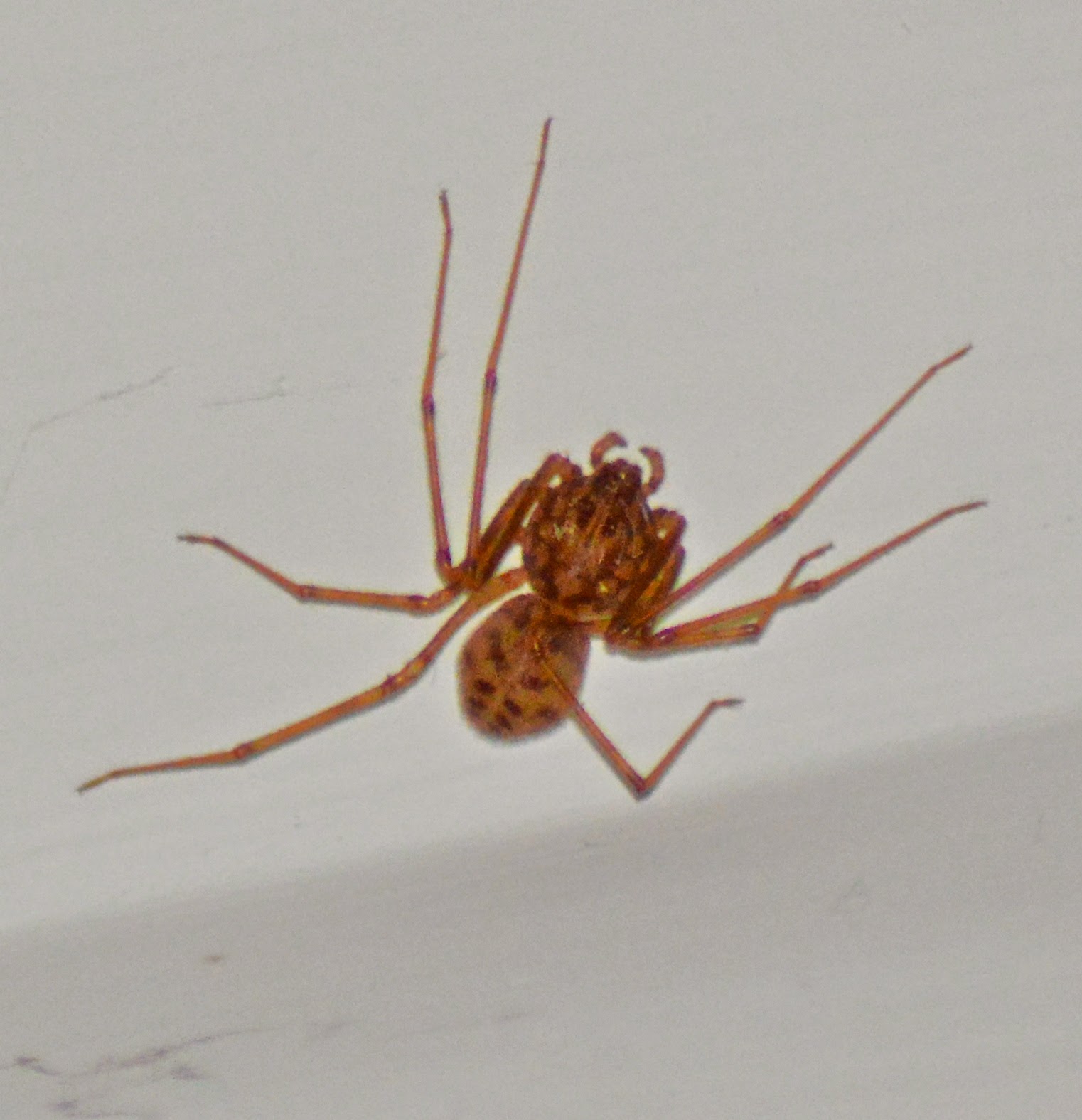 The Insect Diary: Spitting Spider: Scytodes thoracica