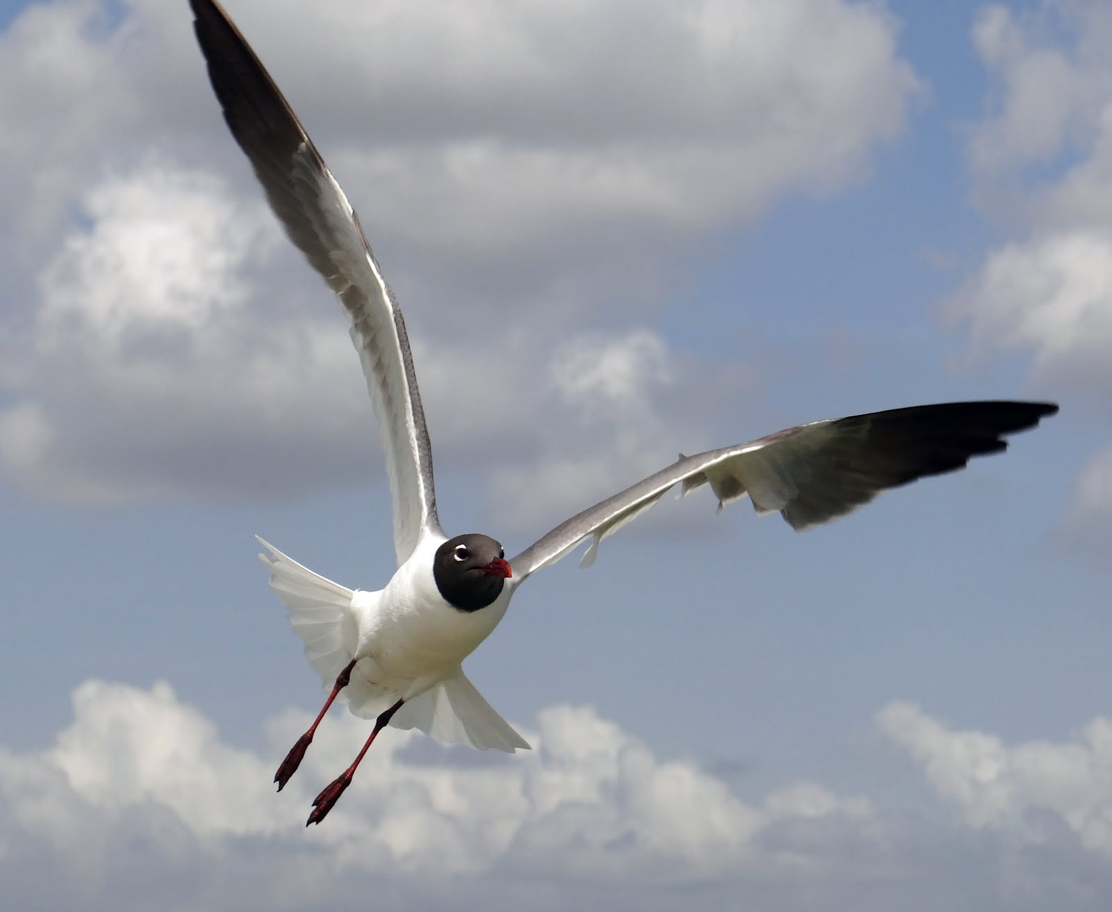 Feathers And Beaks: Seagull