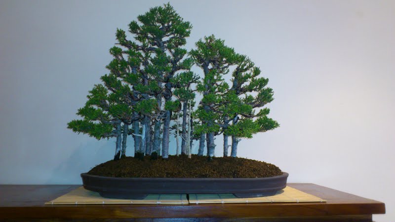 BONSAI HUELVA: BOSQUE AL ALCANCE DE TODOS