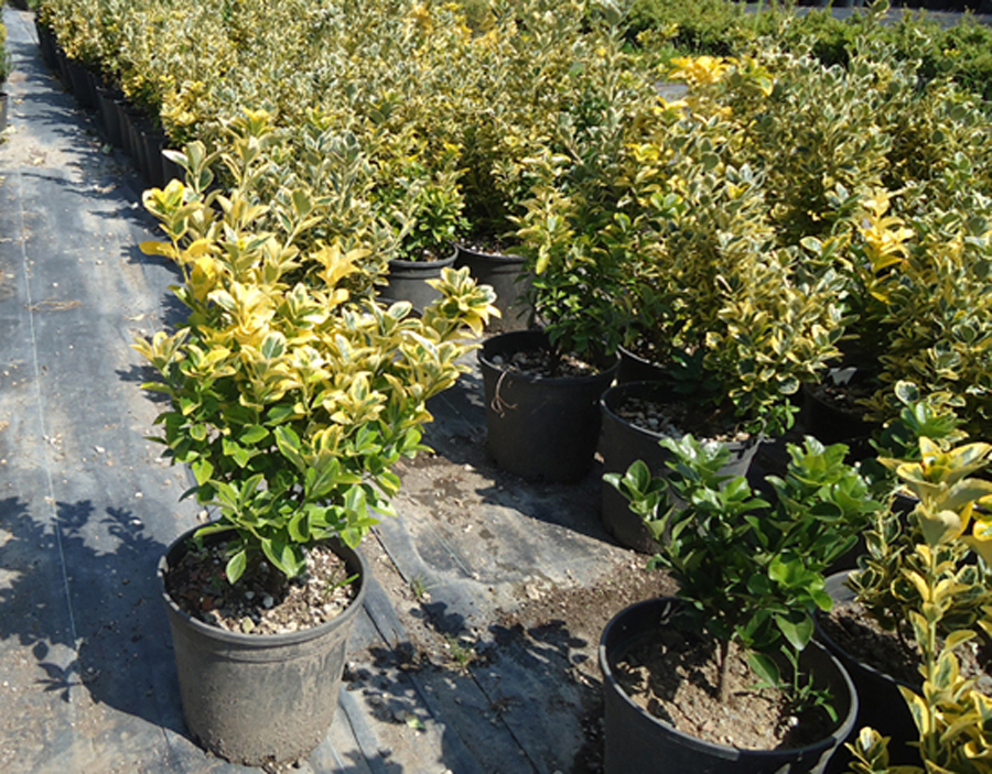 Altuni Taflan ( Euonymus Japonica Var Aurea)