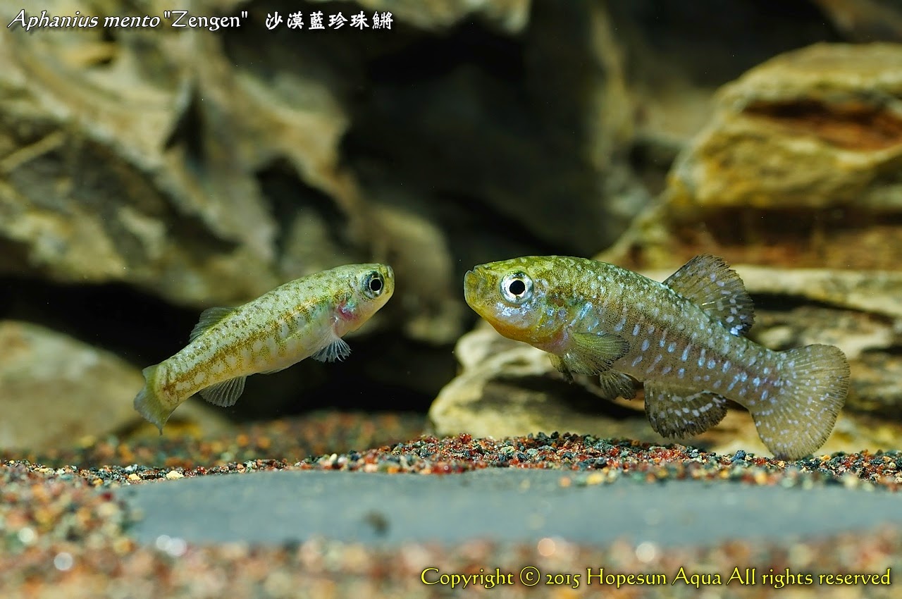 鴻順魚坊: Aphanius mento "Zengen" 沙漠藍珍珠鱂