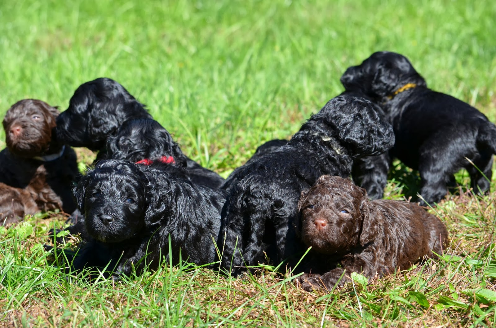 Hickory Tavern Farm Barbet: Barbet Puppies Outside Again