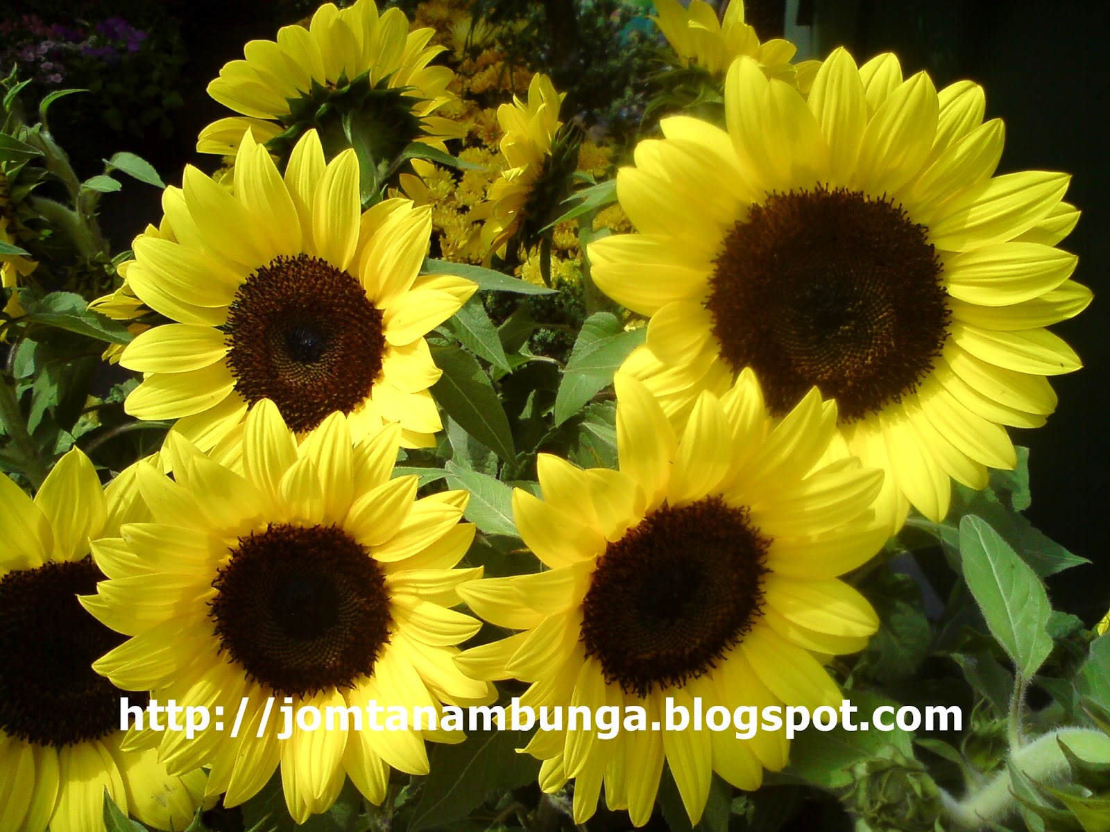 Jom Tanam Bunga: Bunga Matahari - Bunga Ribuan Kuntum