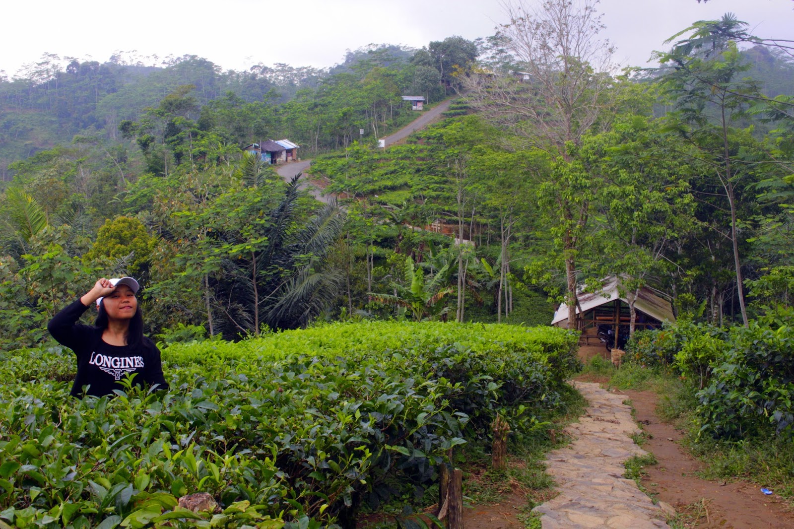 Foto Keindahan Wisata Bukit ISIS, Kebun Teh Nglinggo Samigaluh - WEB ...